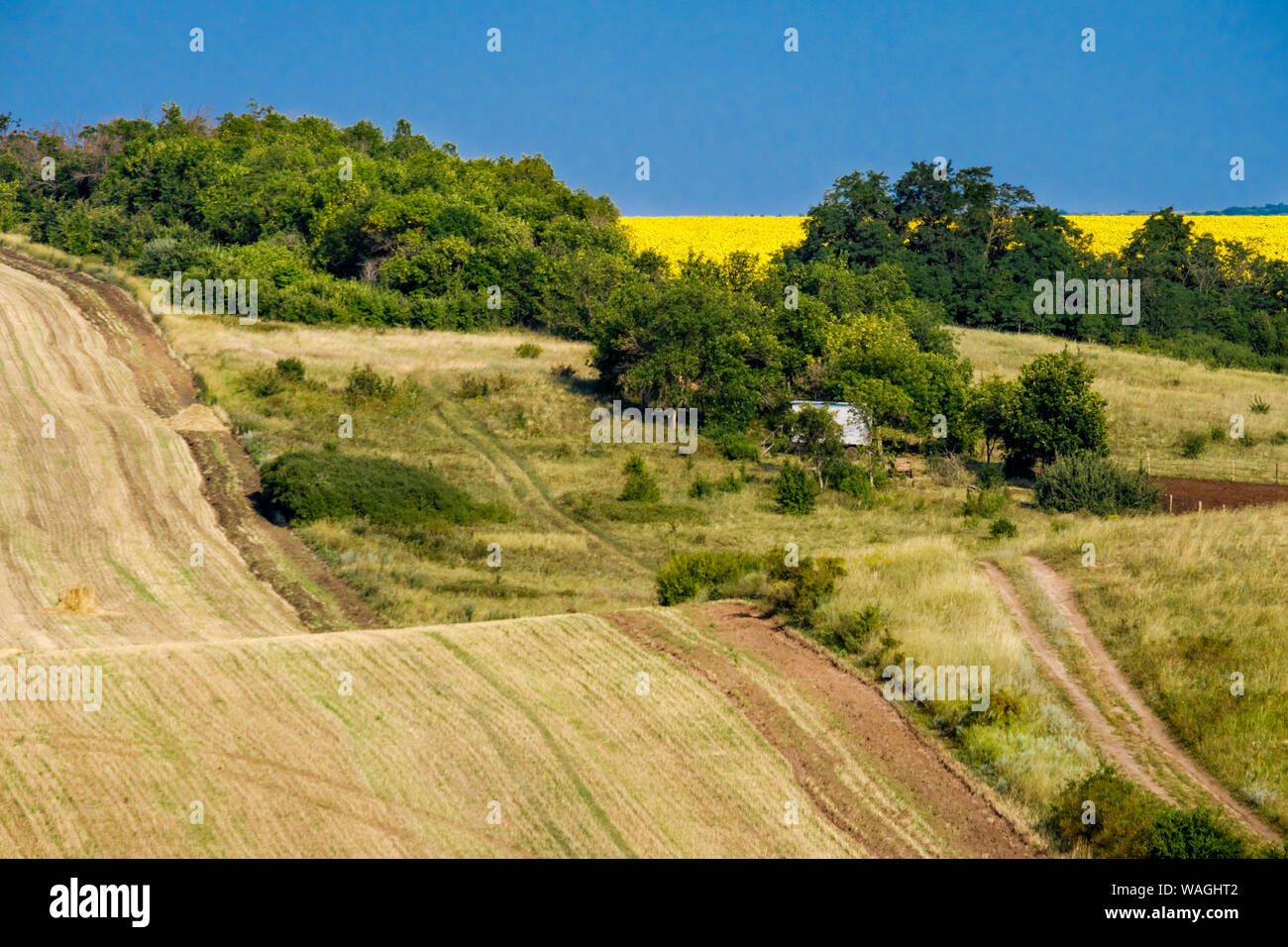 A wave-like field and trees on the horizon of which yellow sunflowers ...