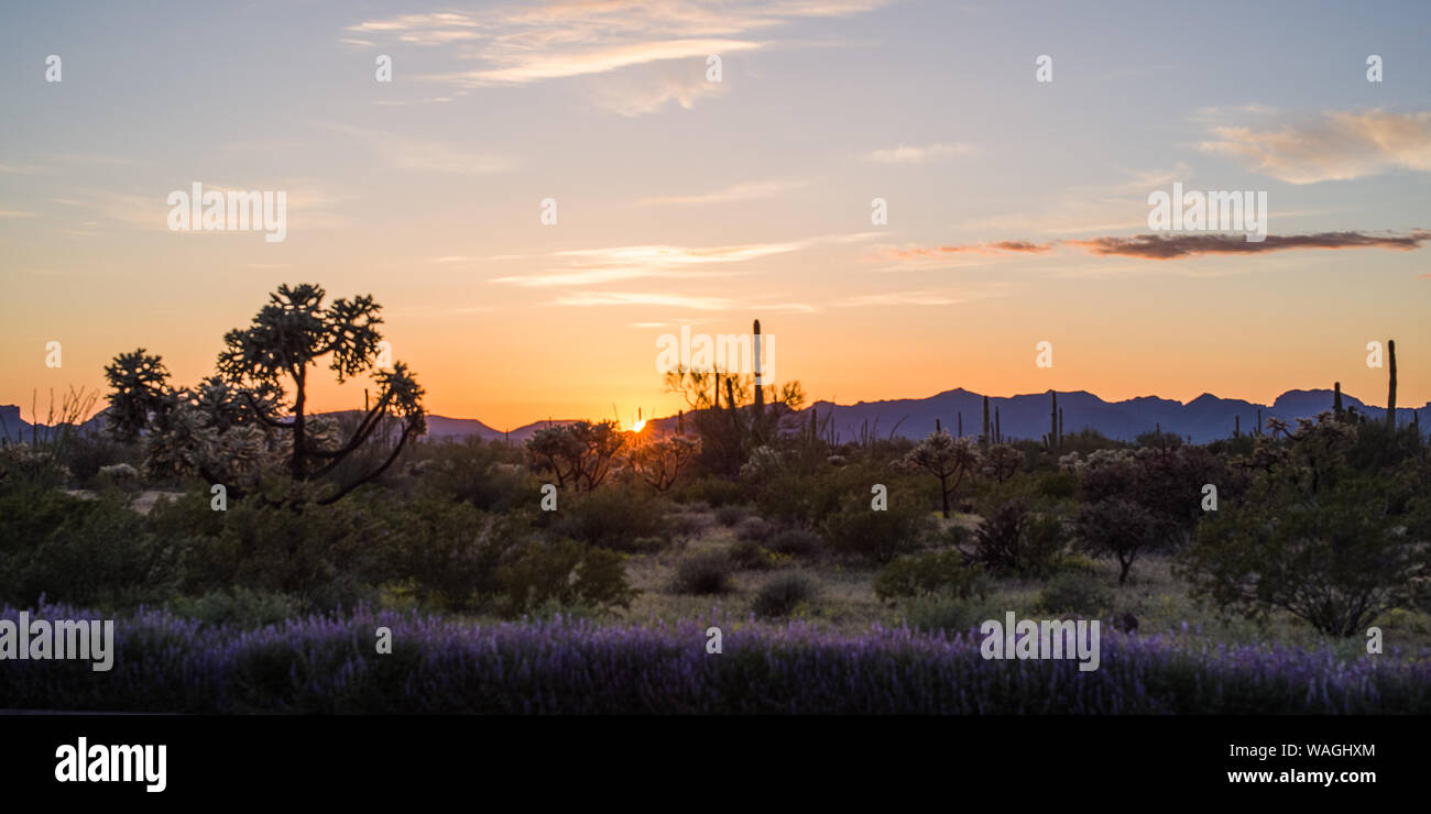 Arizona desert sunset hi-res stock photography and images - Alamy