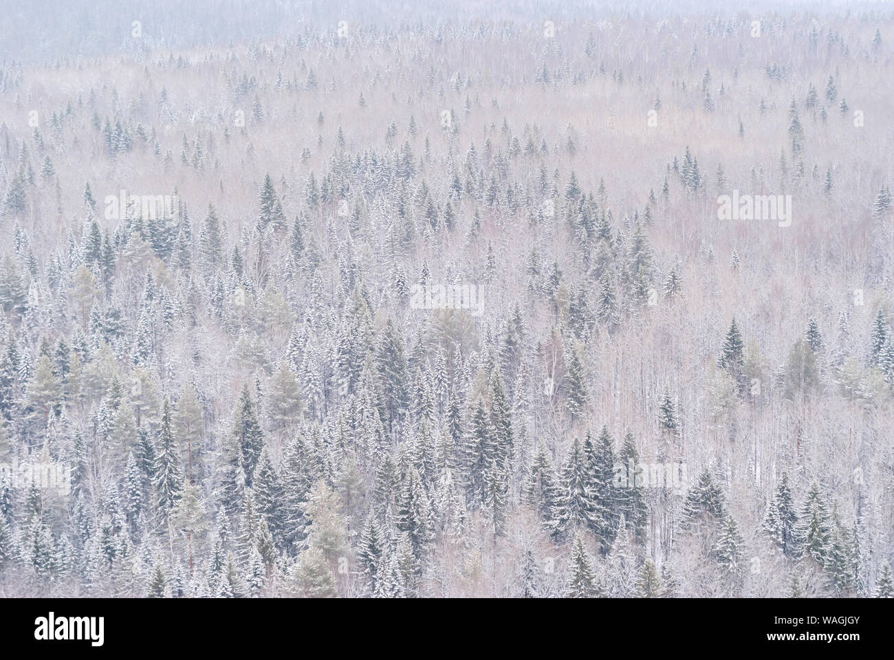 background, landscape - snowy winter forest, taiga, top view Stock ...