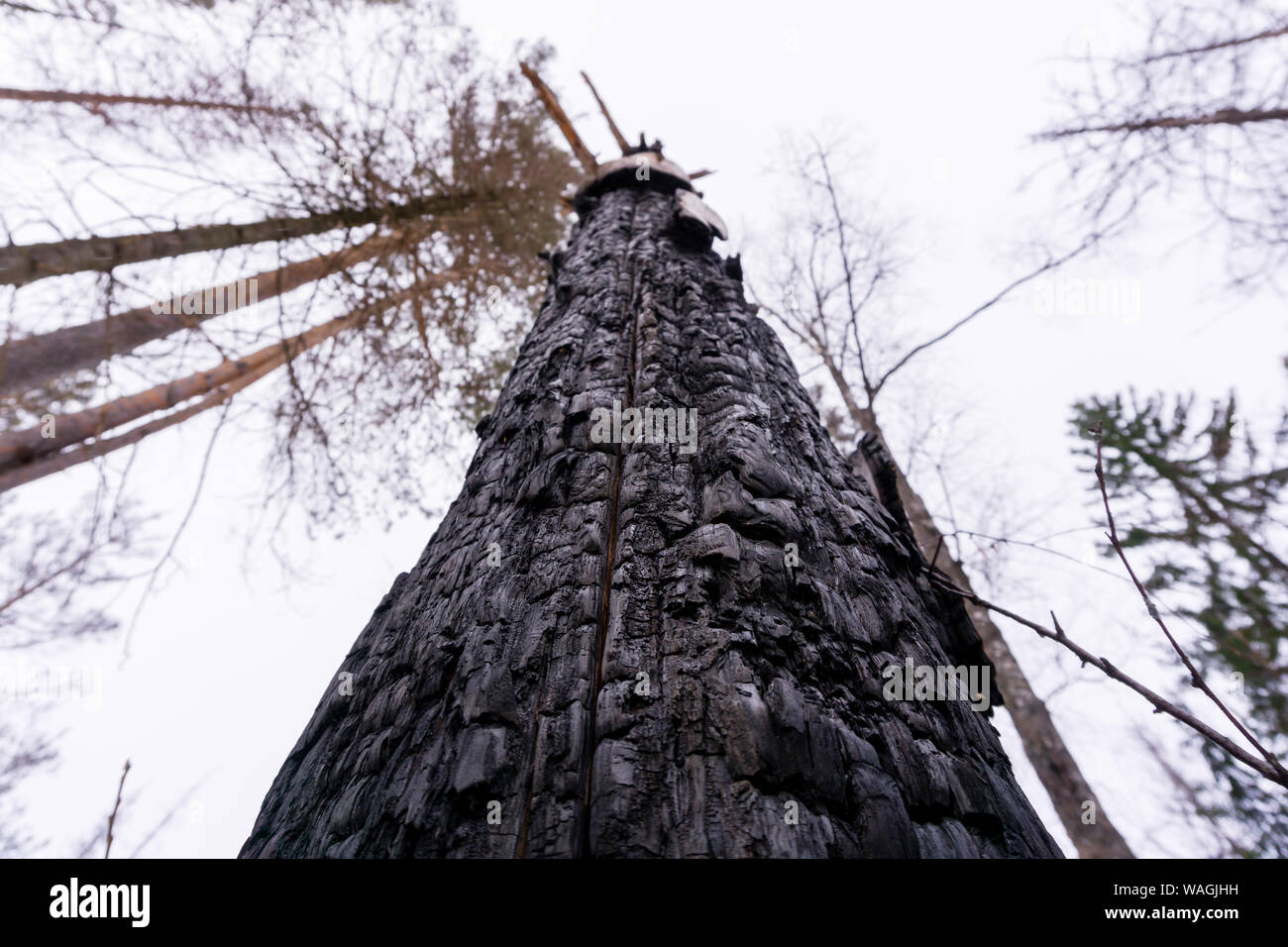 charred tree trunk burned by lightning, bottom-up view Stock Photo - Alamy