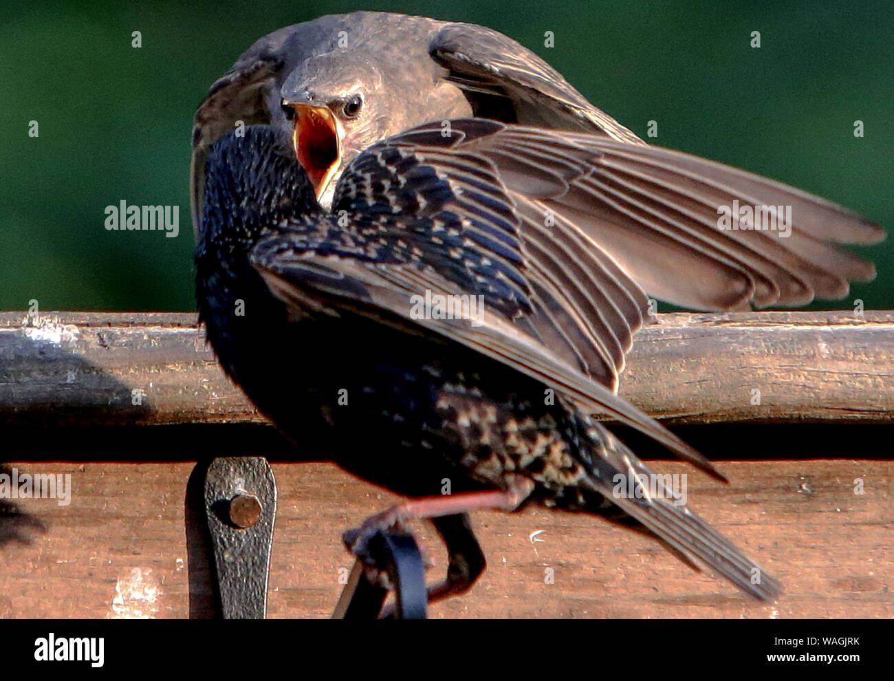 Squawking bird hi-res stock photography and images - Alamy