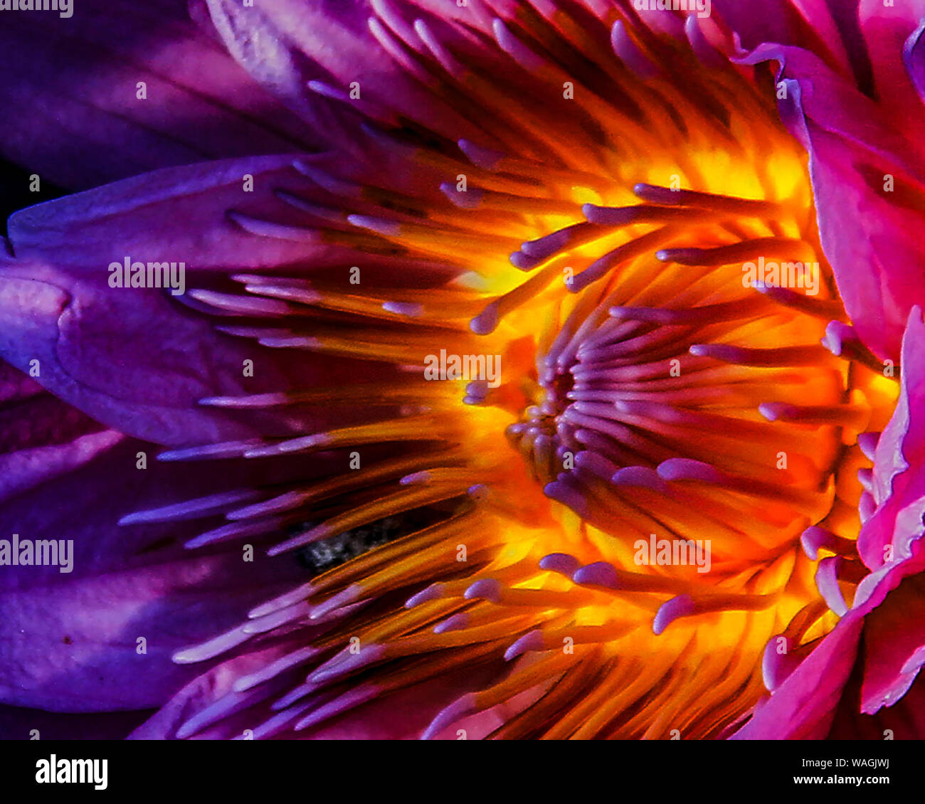 Deep in the heart Stock Photo - Alamy