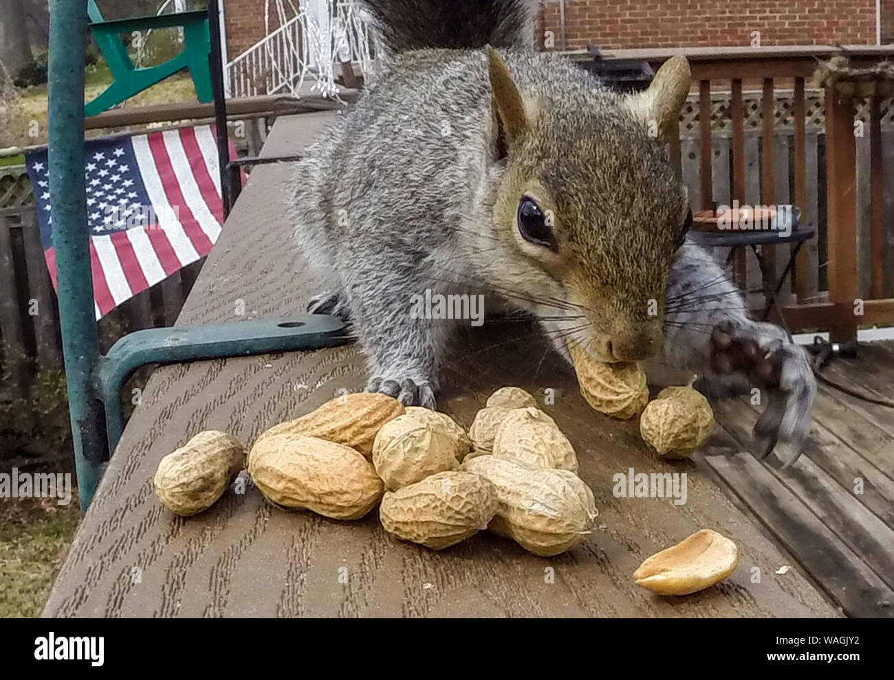 Nut flag hi-res stock photography and images - Alamy
