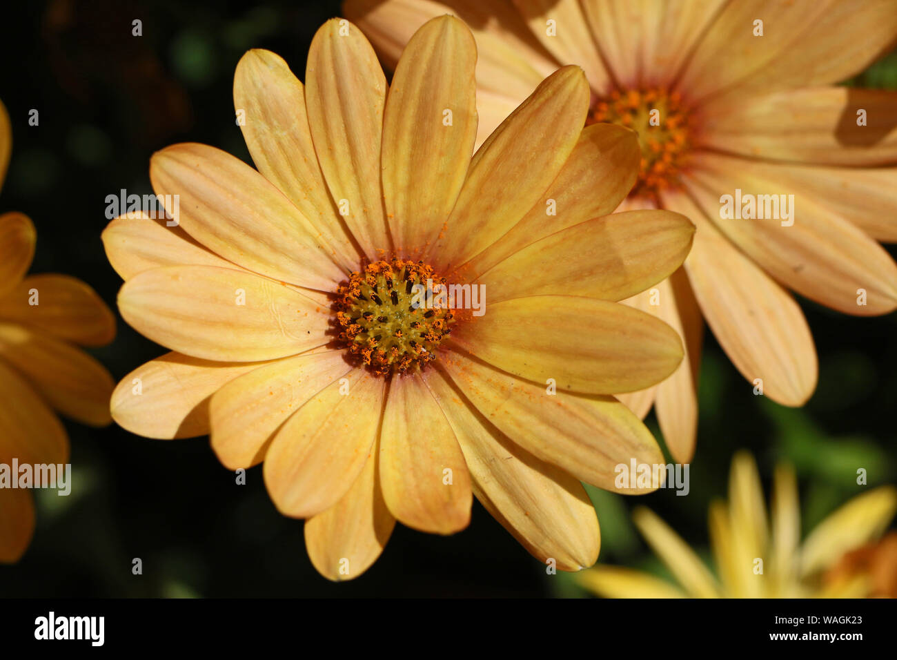 yellow African daisy, ox-eye daisy or Cape marigold Latin name ...