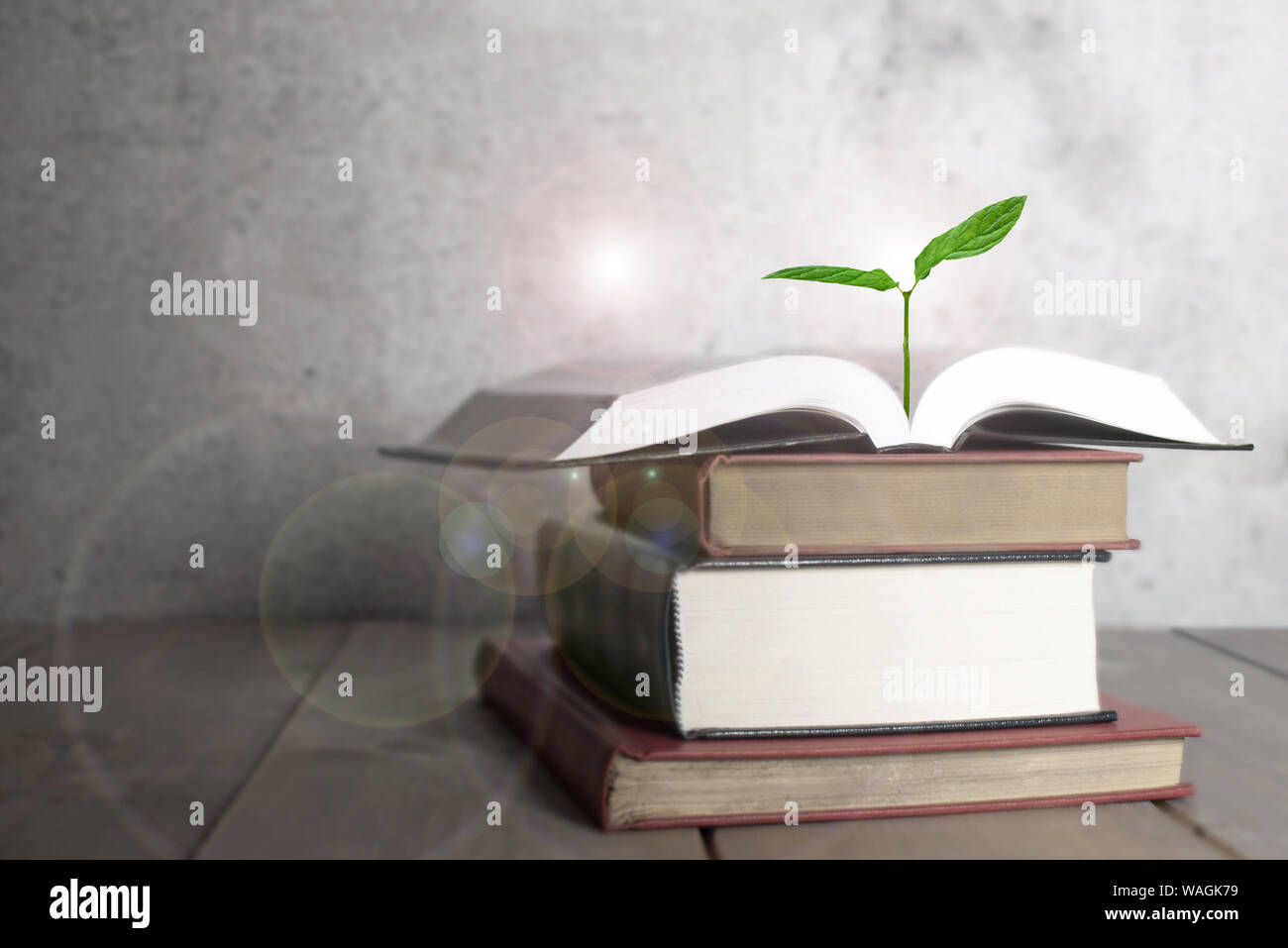 Small plant growing from an open book Stock Photo - Alamy