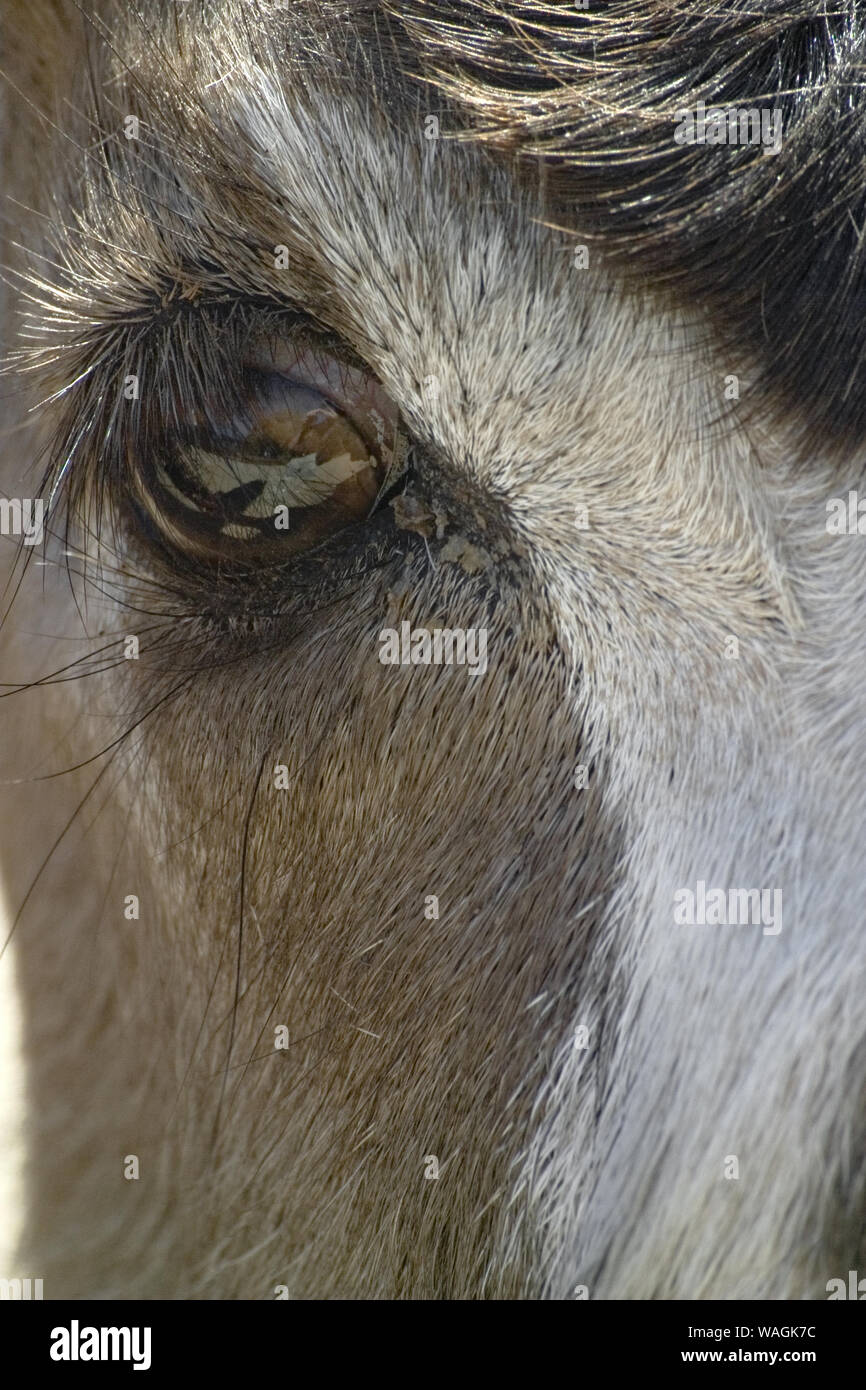 Horn horned curved sharp hi-res stock photography and images - Alamy