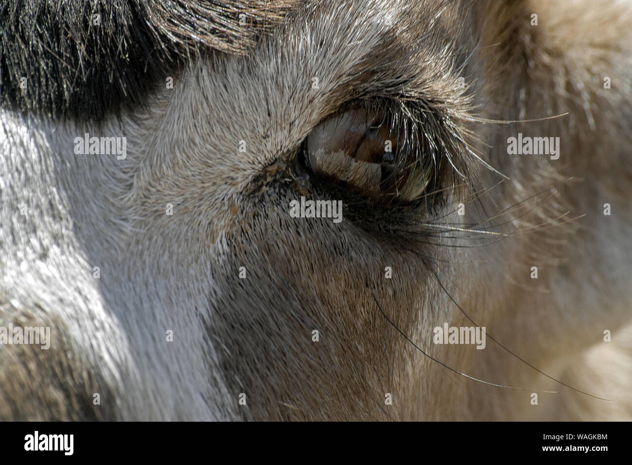 Horn horned curved sharp hi-res stock photography and images - Alamy