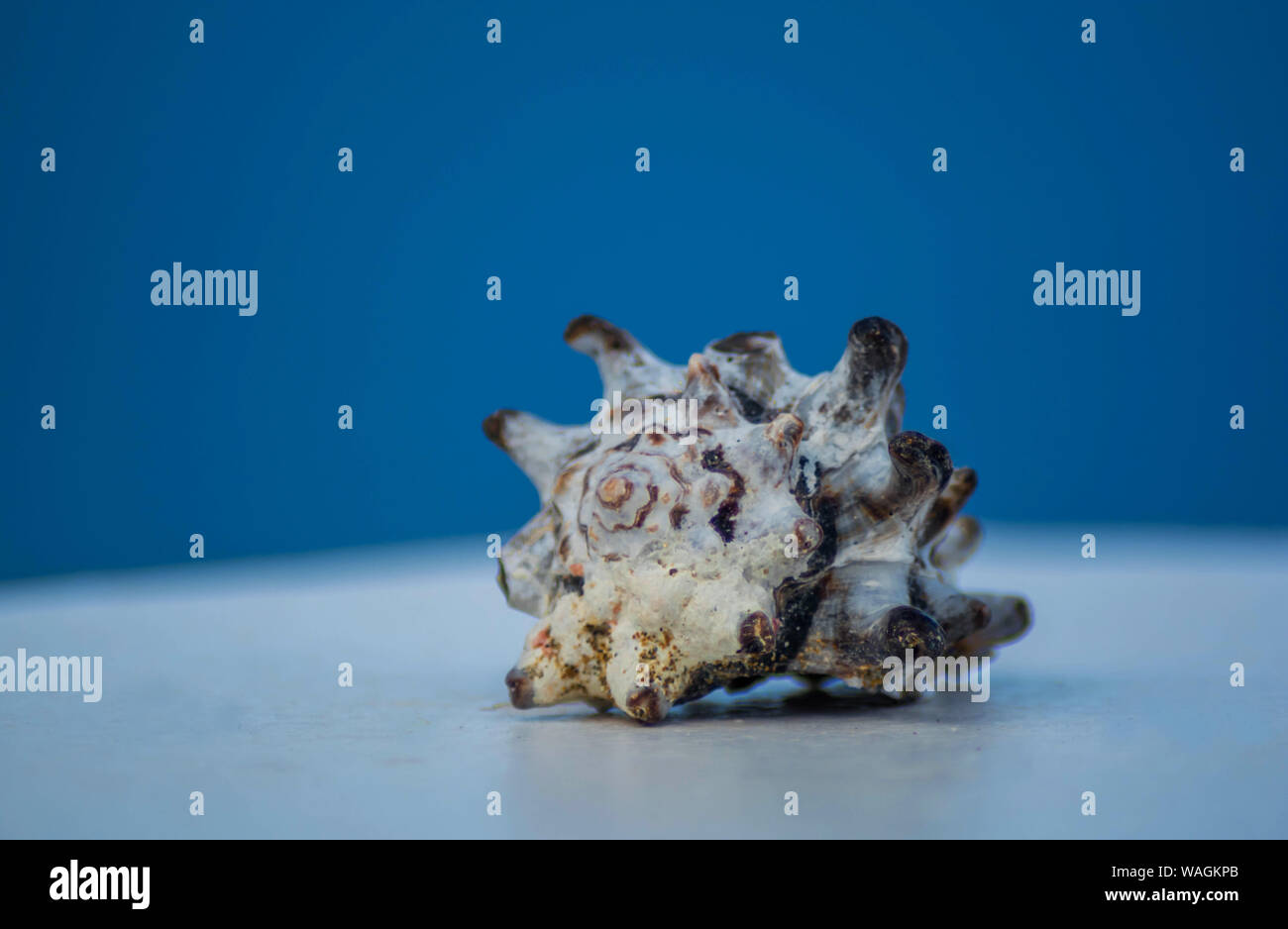 Blue background with seashell, Close up photo with seashell in a soft ...