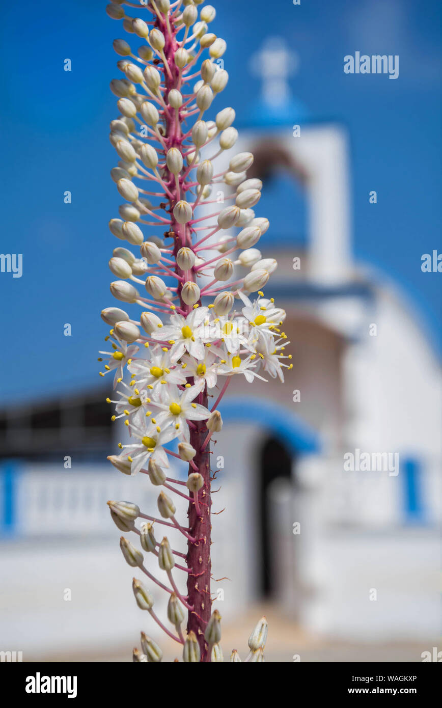 Beautiful white flower with blue dome of church in background in Crete ...
