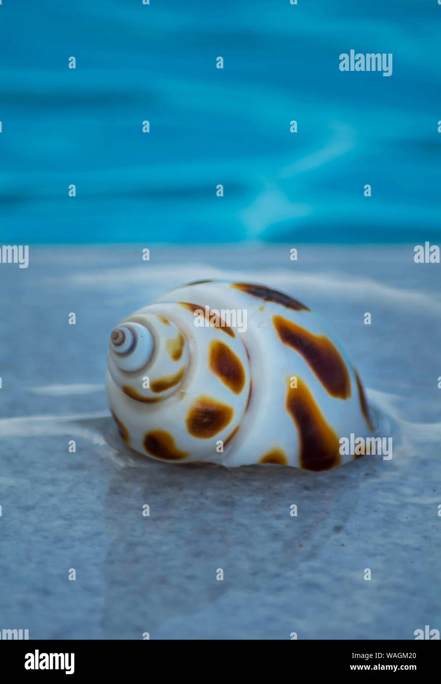 Seashell. Decorative seashell on edge of pool with the blue calm waters ...