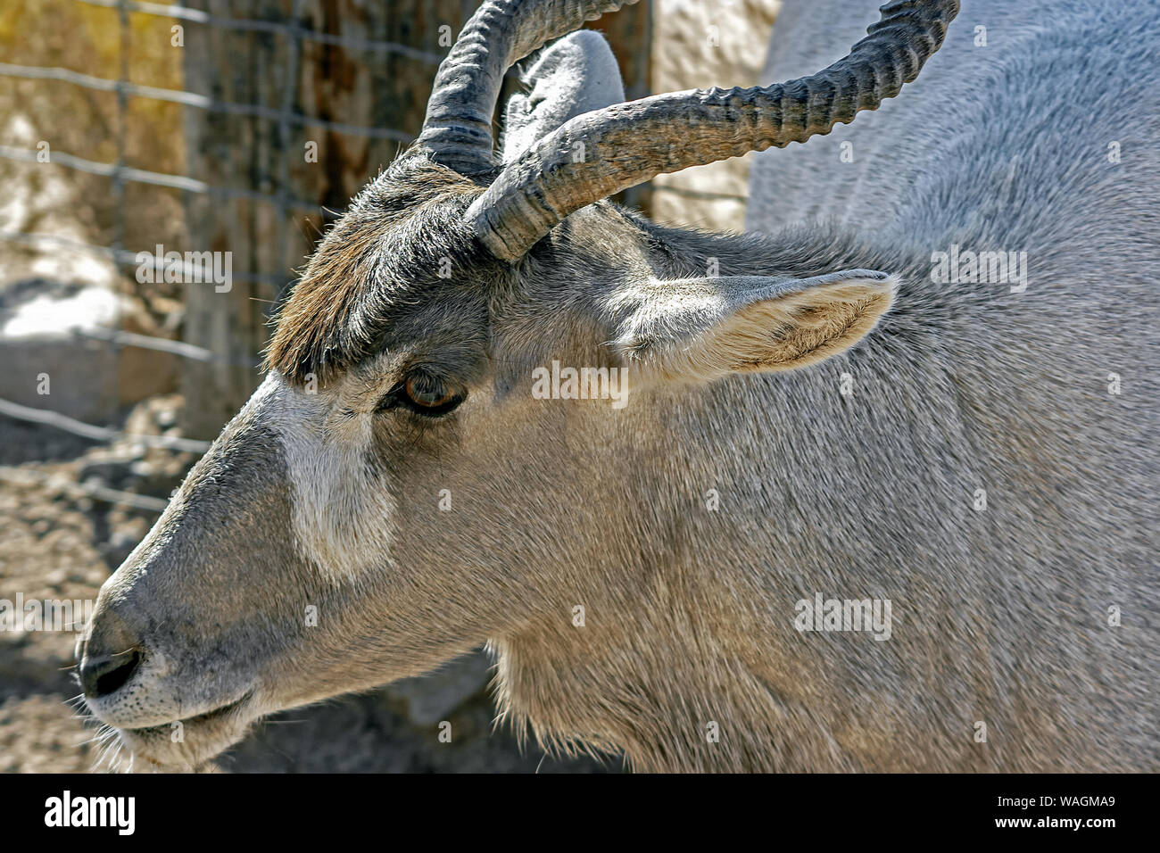 Image of Addax Antelope. Standing and and closeup of face and facing to ...