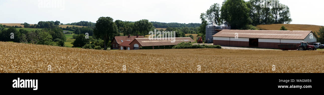 Panorama of wheat field and farm in Debmark Stock Photo - Alamy