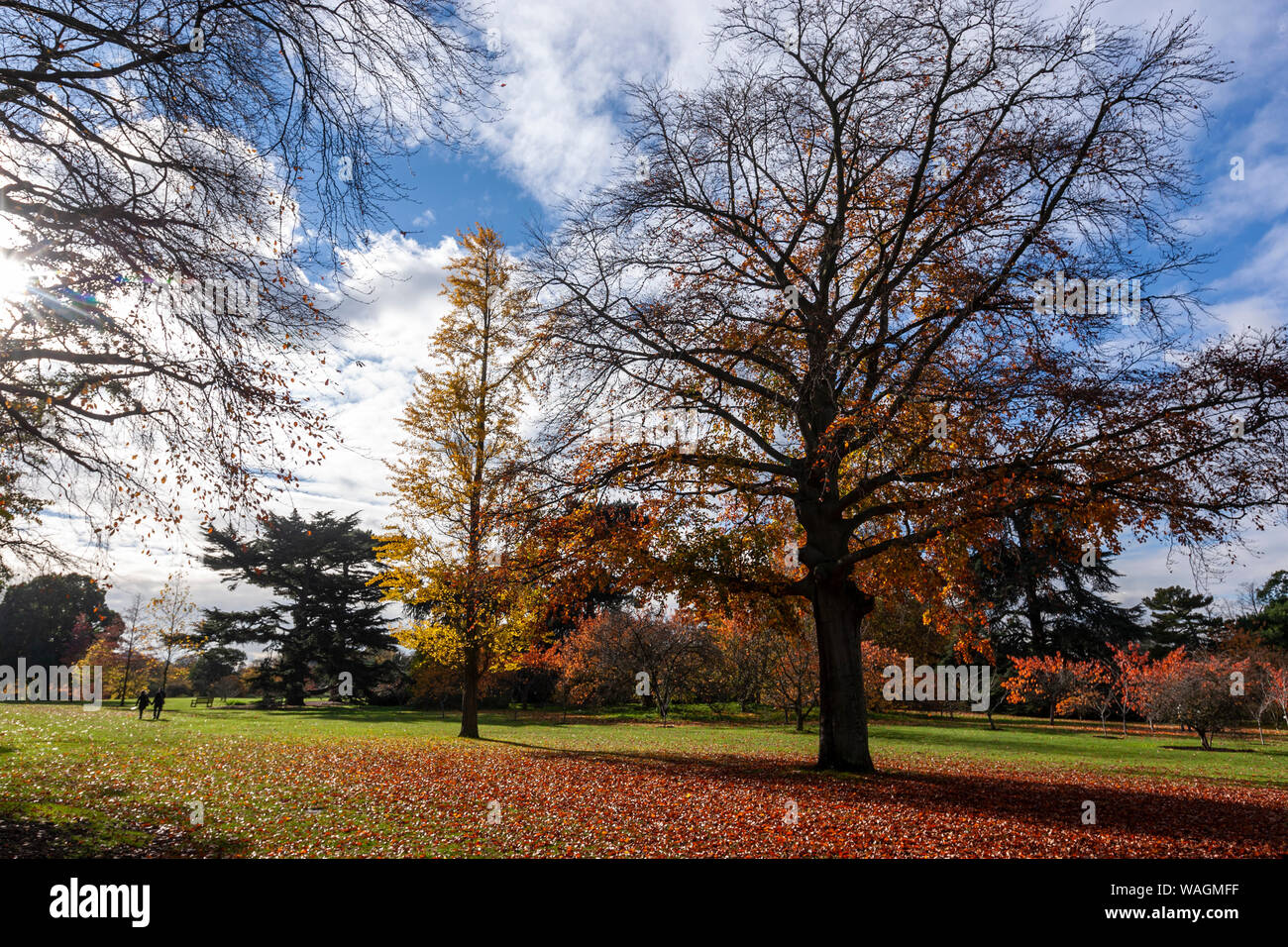 Colourful autumn leaves trees in Royal Botanic Gardens, Kew, London ...