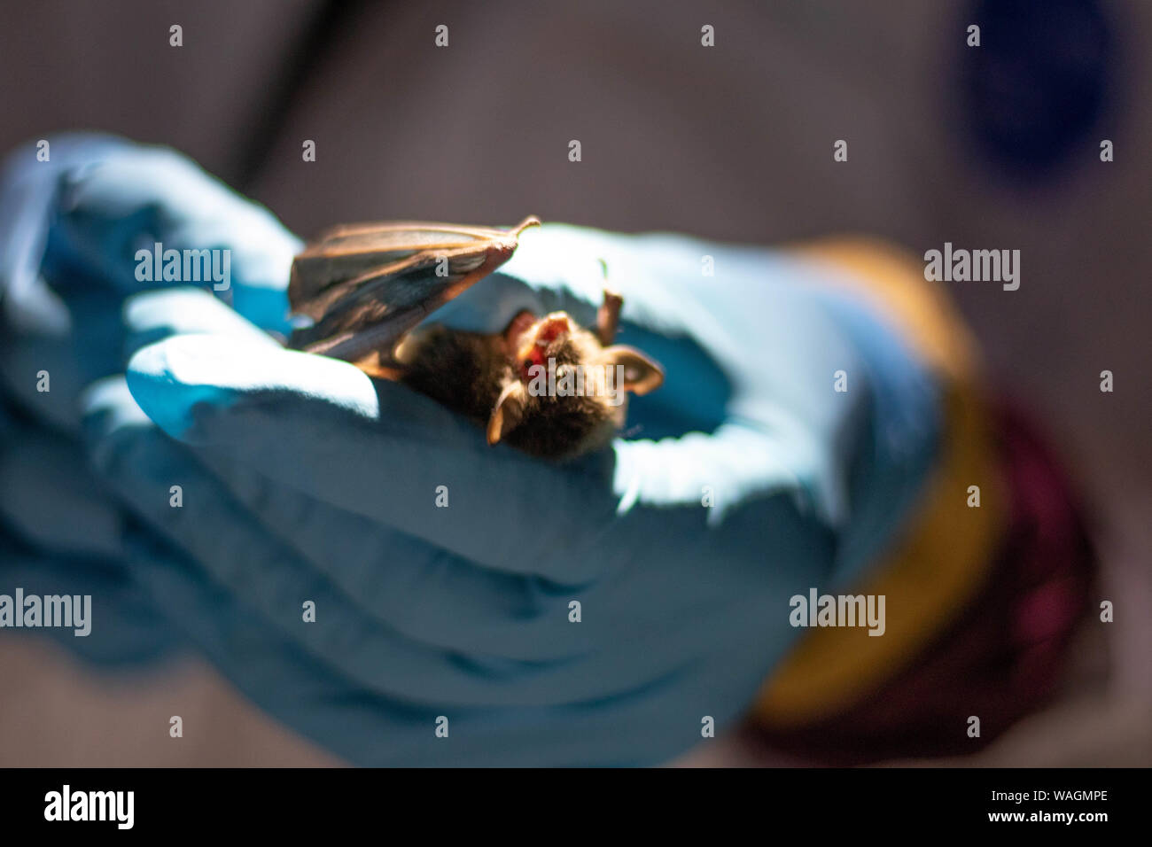 Wildlife researchers carefully collect data from a bat captured via ...