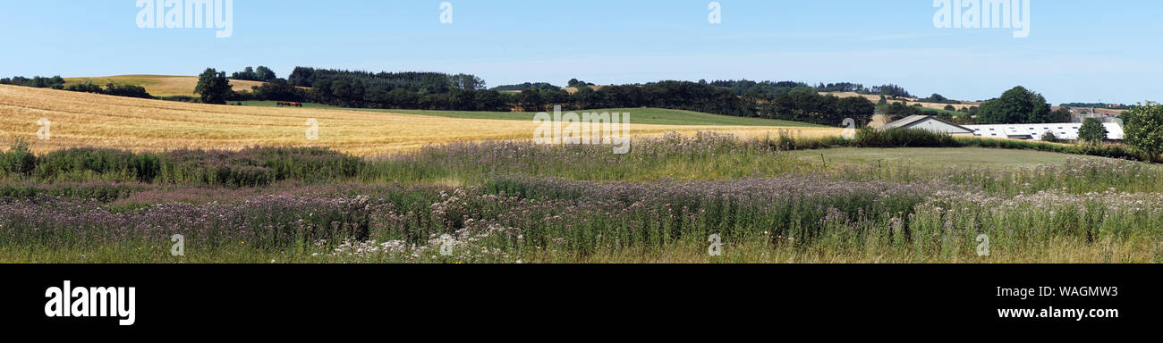 Panorama of wheat field and farm in Debmark Stock Photo - Alamy