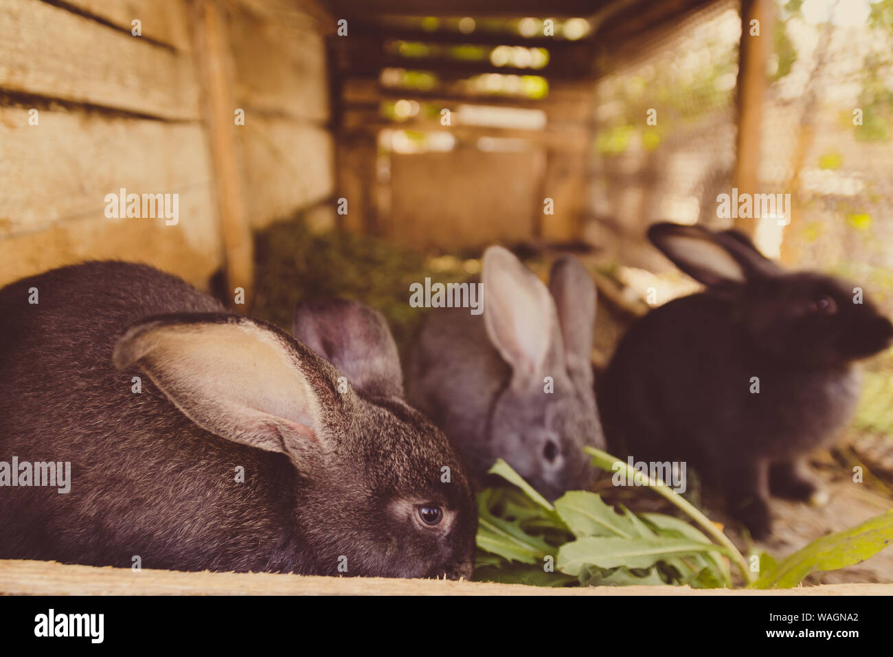 Rabbit cage caged rabbits hi-res stock photography and images - Alamy