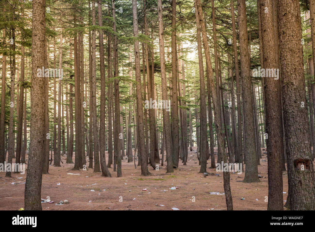 Save jungle hi-res stock photography and images - Alamy