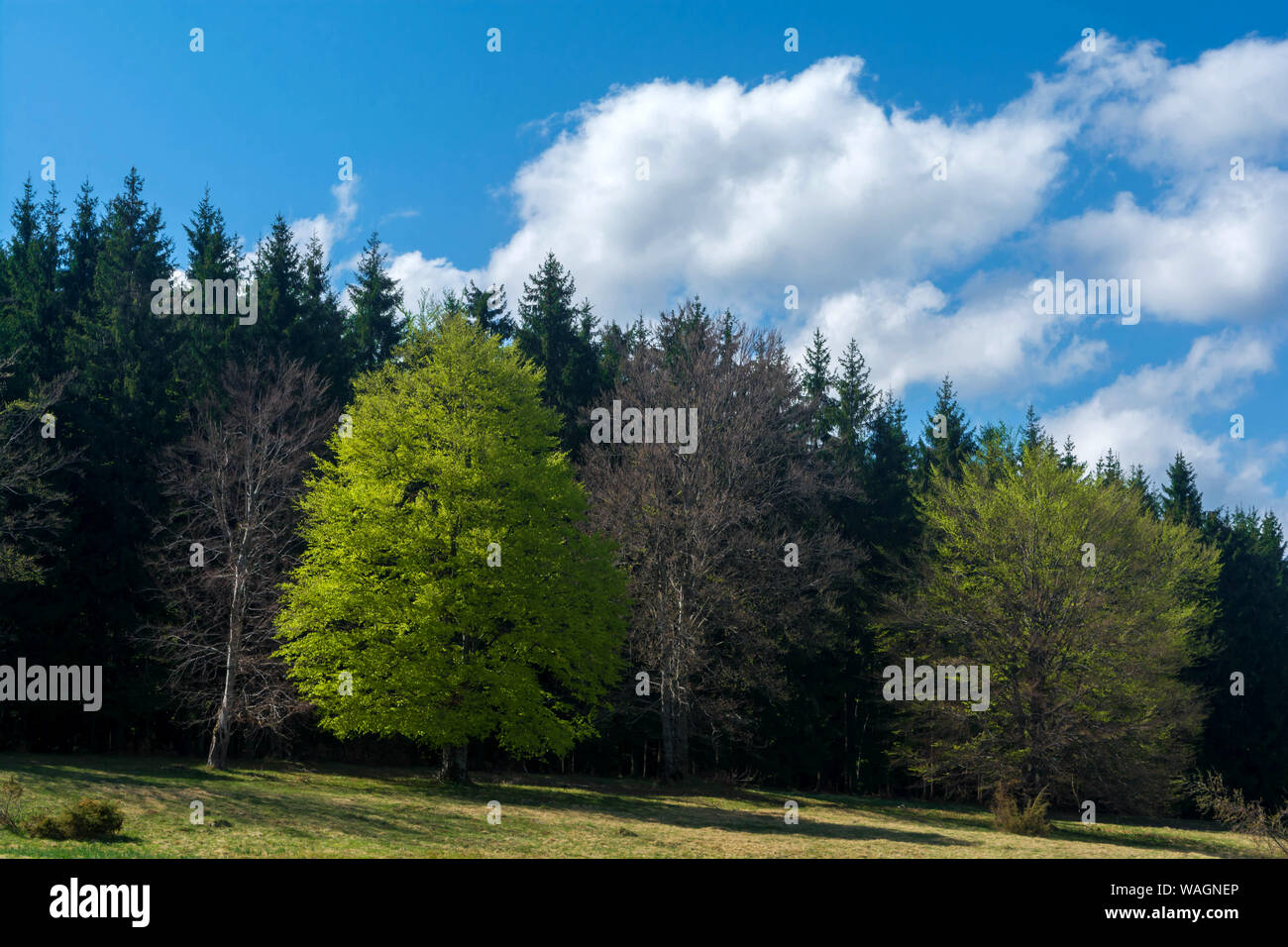 Big White cloud in the blue sky over the green forest tree. Green tree ...