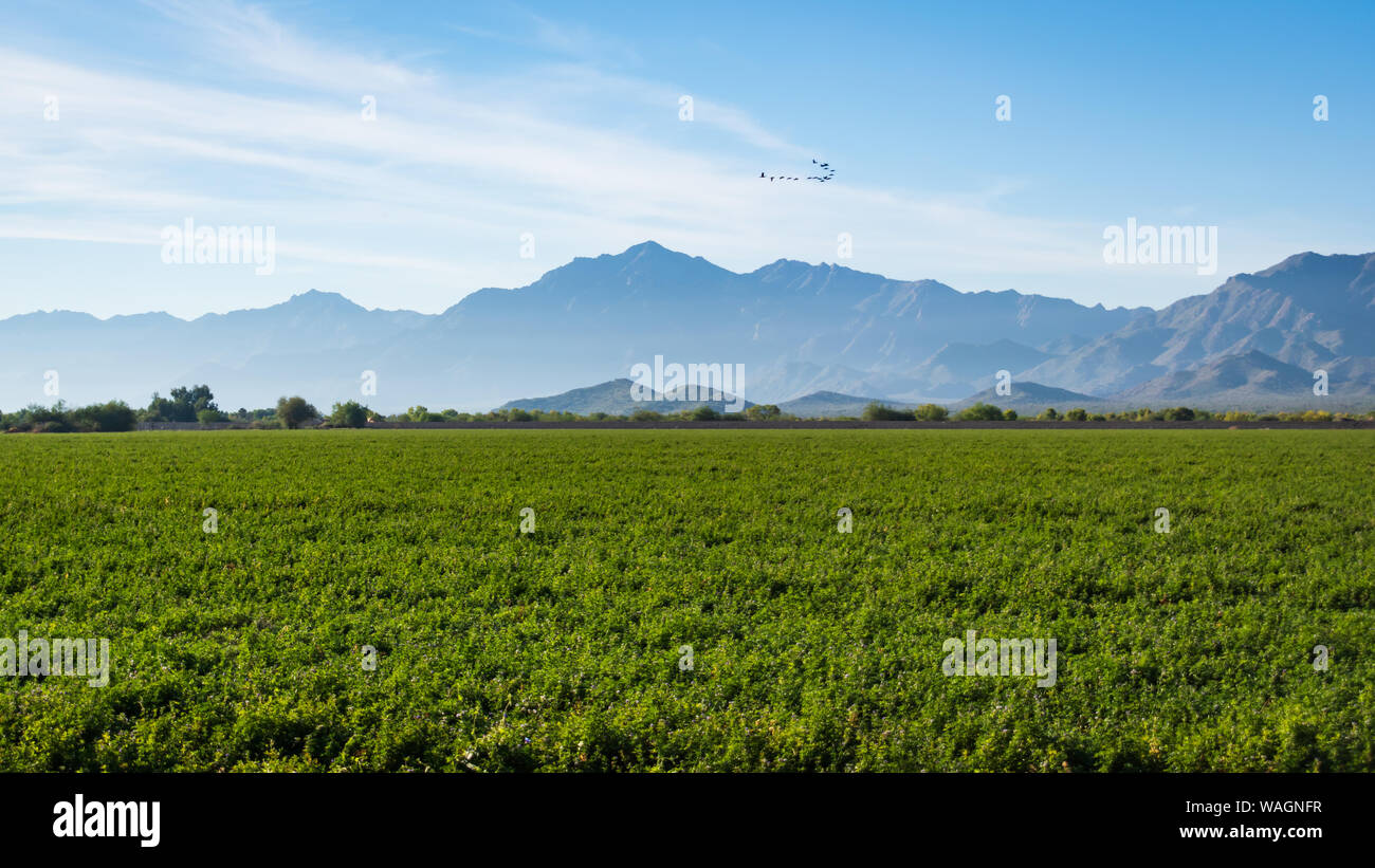A farmland lush with green crops, a flock of birds in the blue sky, and ...