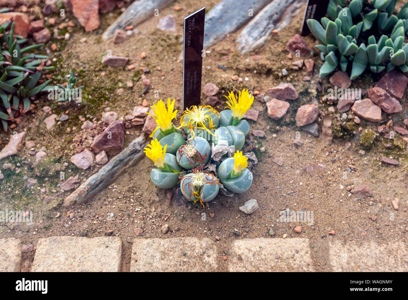 The Arid House, Princess of Wales Conservatory, Royal Botanic Gardens ...