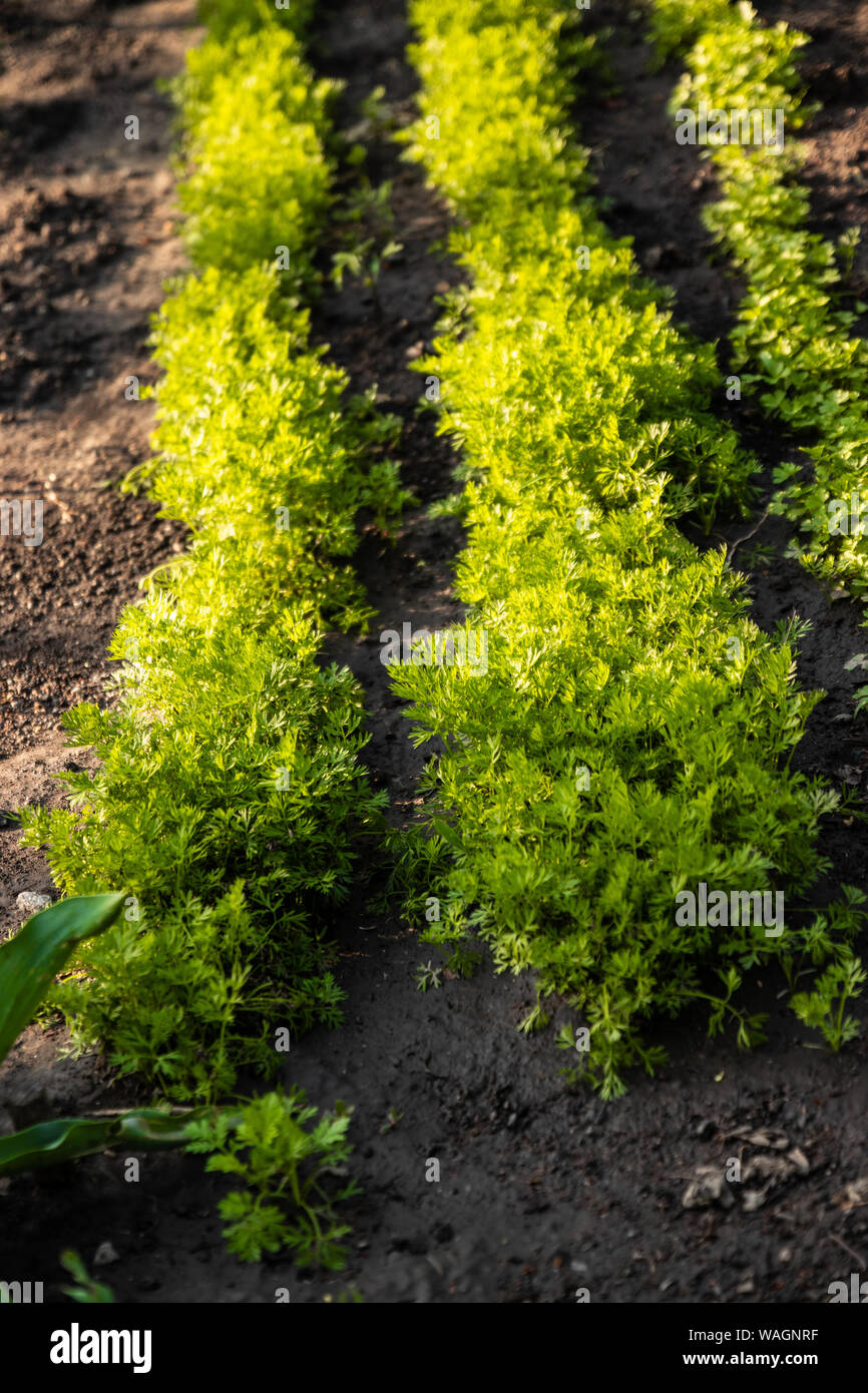 Organic fresh parsley growing in garden farm pattern background ...