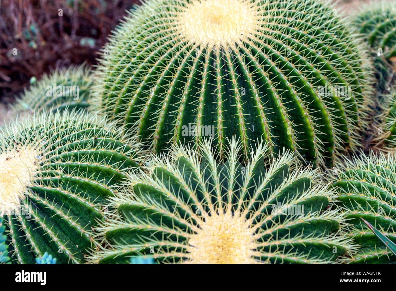 The Arid House, Princess of Wales Conservatory, Royal Botanic Gardens ...