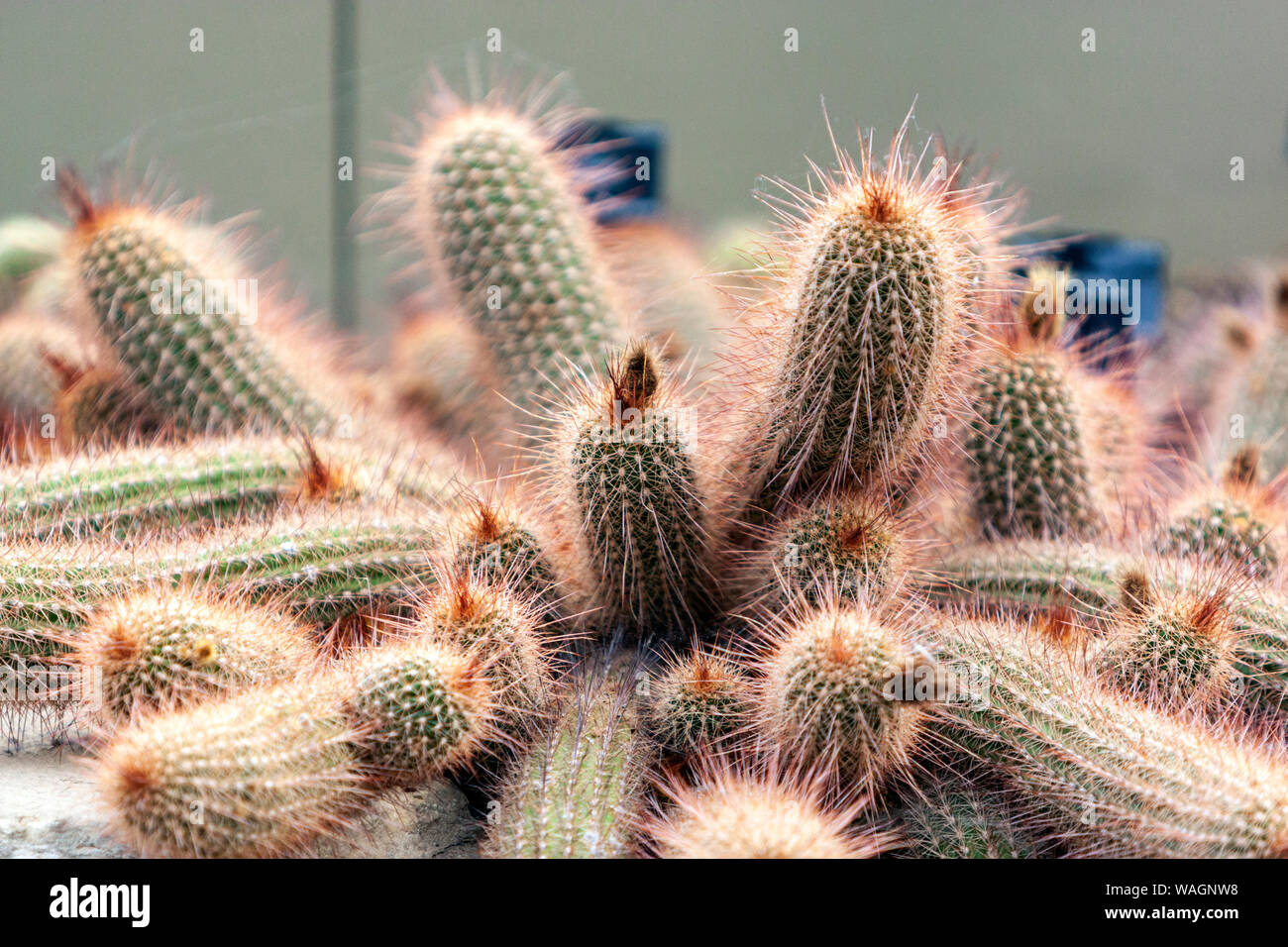 The Arid House, Princess of Wales Conservatory, Royal Botanic Gardens ...