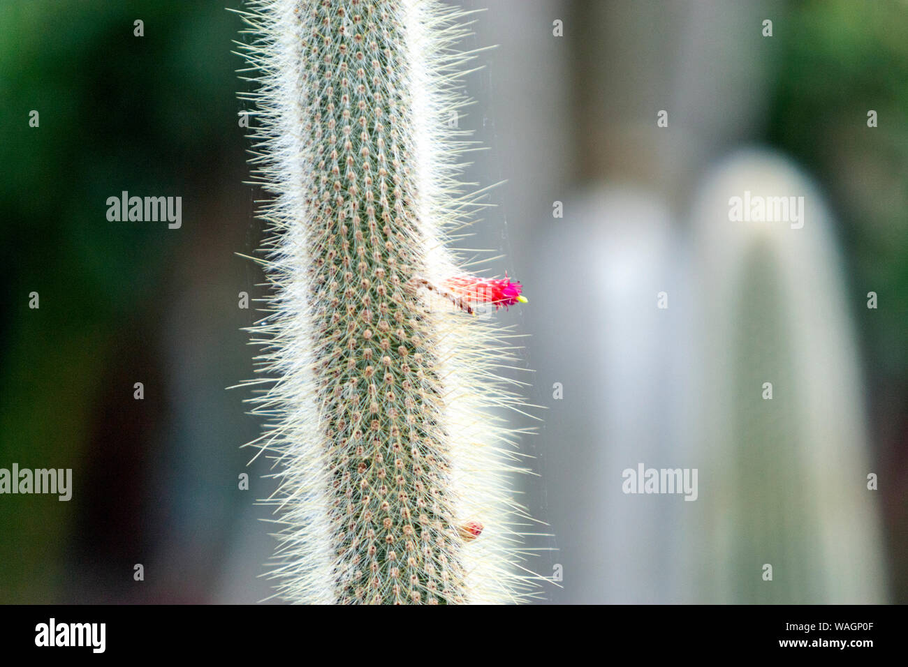 The Arid House, Princess of Wales Conservatory, Royal Botanic Gardens ...