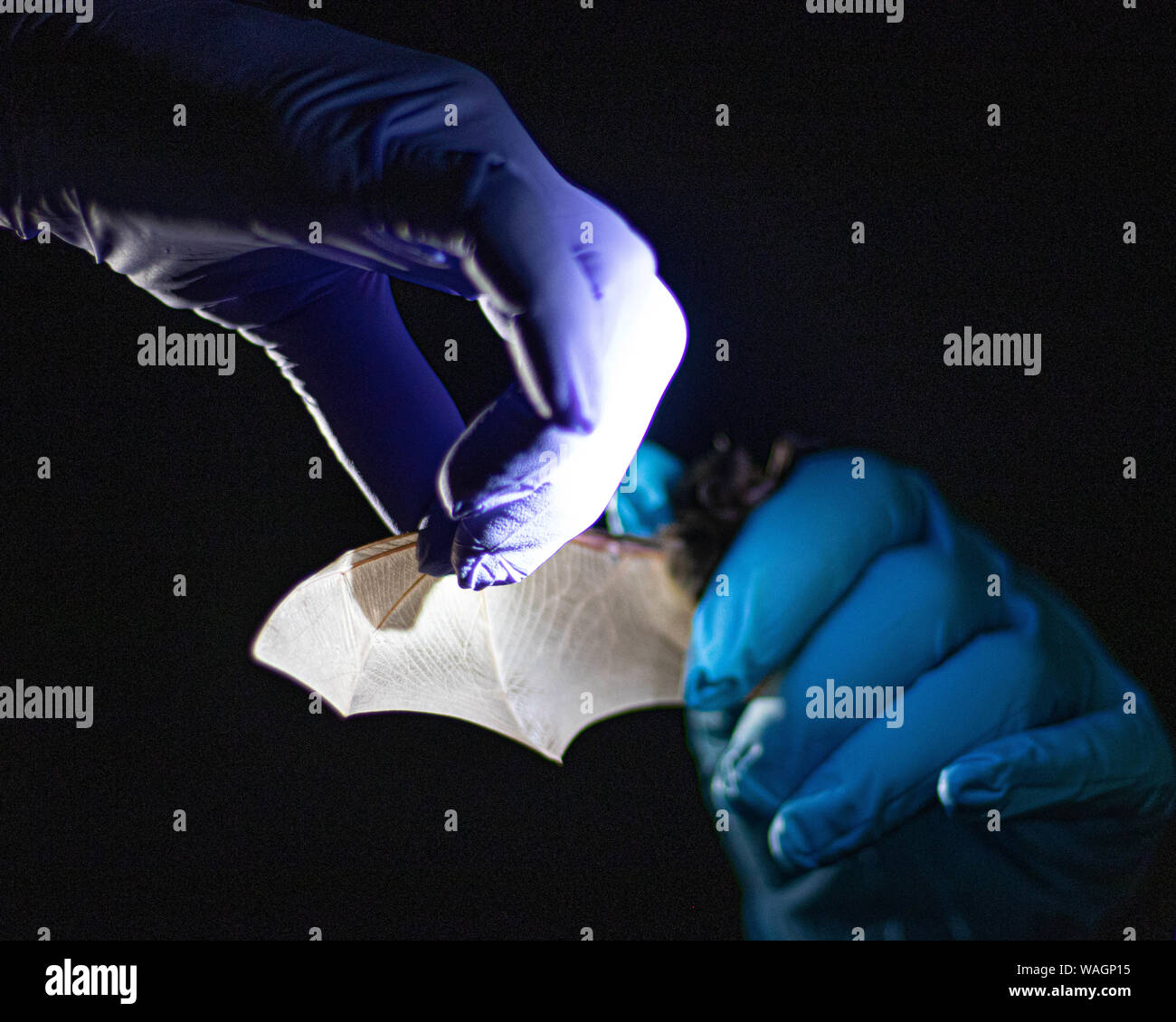 California myotis bats hi-res stock photography and images - Alamy