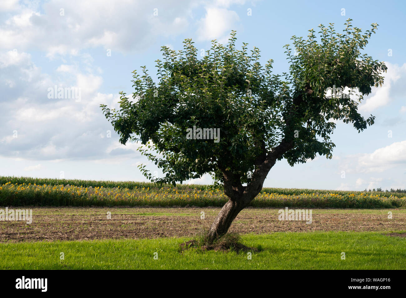 Crooked apple tree hi-res stock photography and images - Alamy