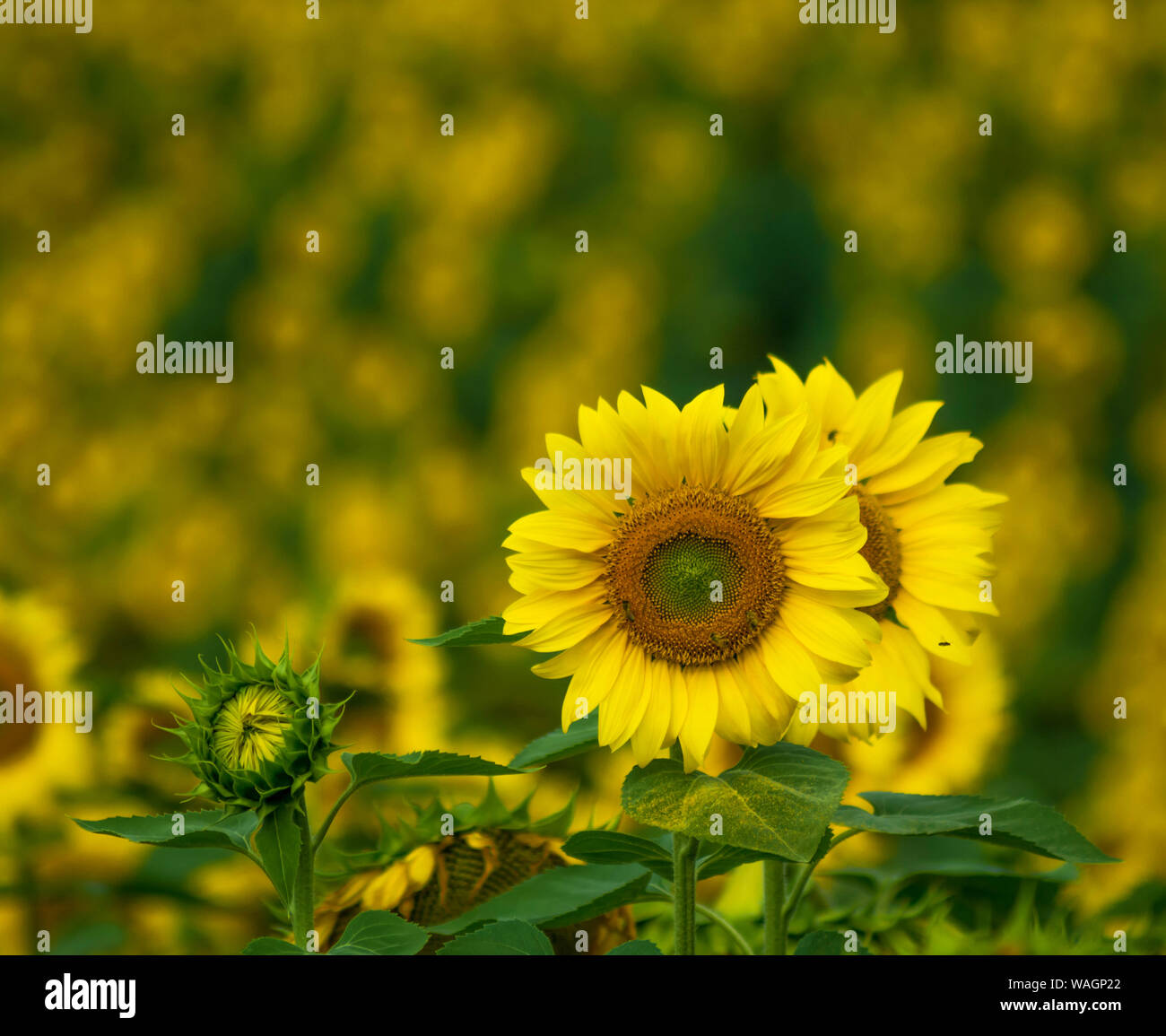 Close up of yellow sunflower in blooming season Stock Photo - Alamy
