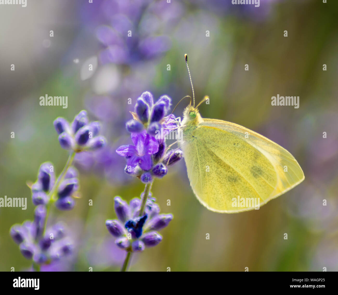Butterfly on top of purple flower during daytime. Butterfly On Grass ...