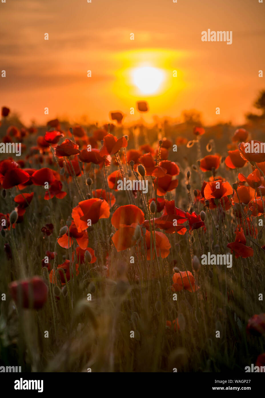 Poppy flowers in sunset, golden background Stock Photo - Alamy