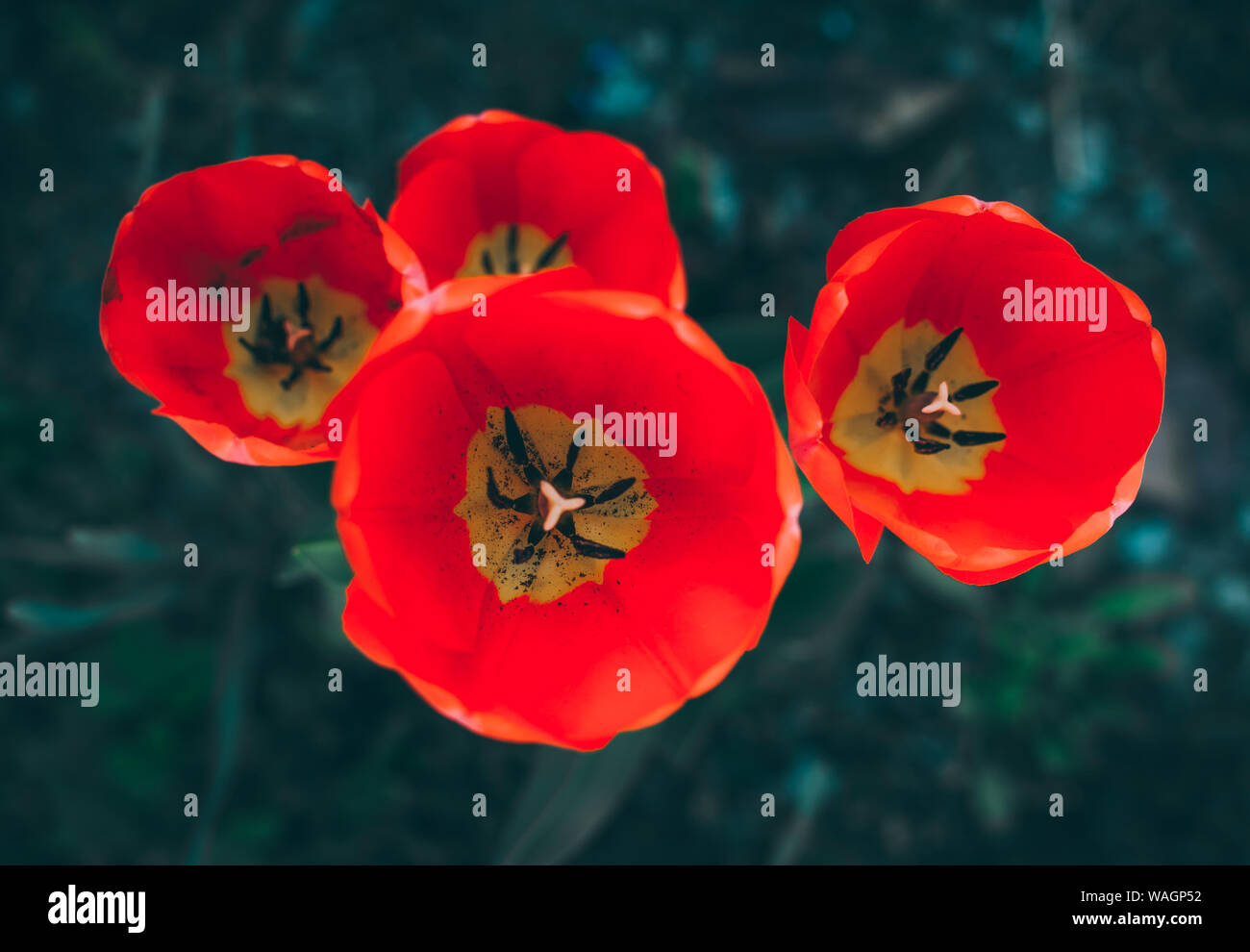 Top view tulip flowers hi-res stock photography and images - Alamy