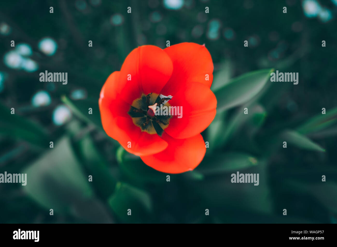 Tulip nature hi-res stock photography and images - Alamy