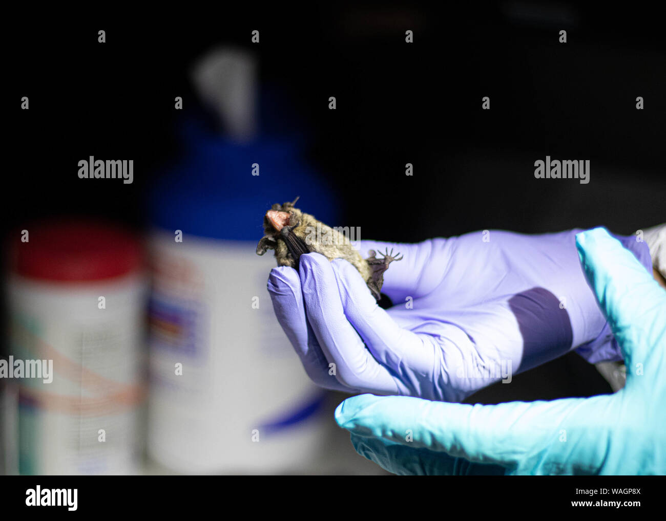 Wildlife researchers carefully collect data from a bat captured via ...