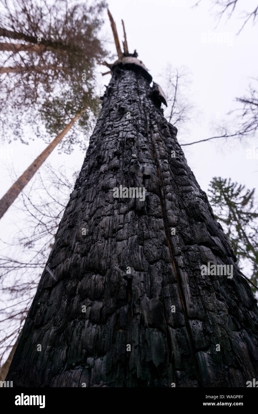 charred tree trunk burned by lightning, bottom-up view Stock Photo - Alamy