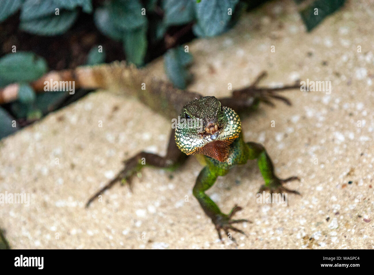Chinese water dragon lizard in Princess of Wales Conservatory, Royal ...