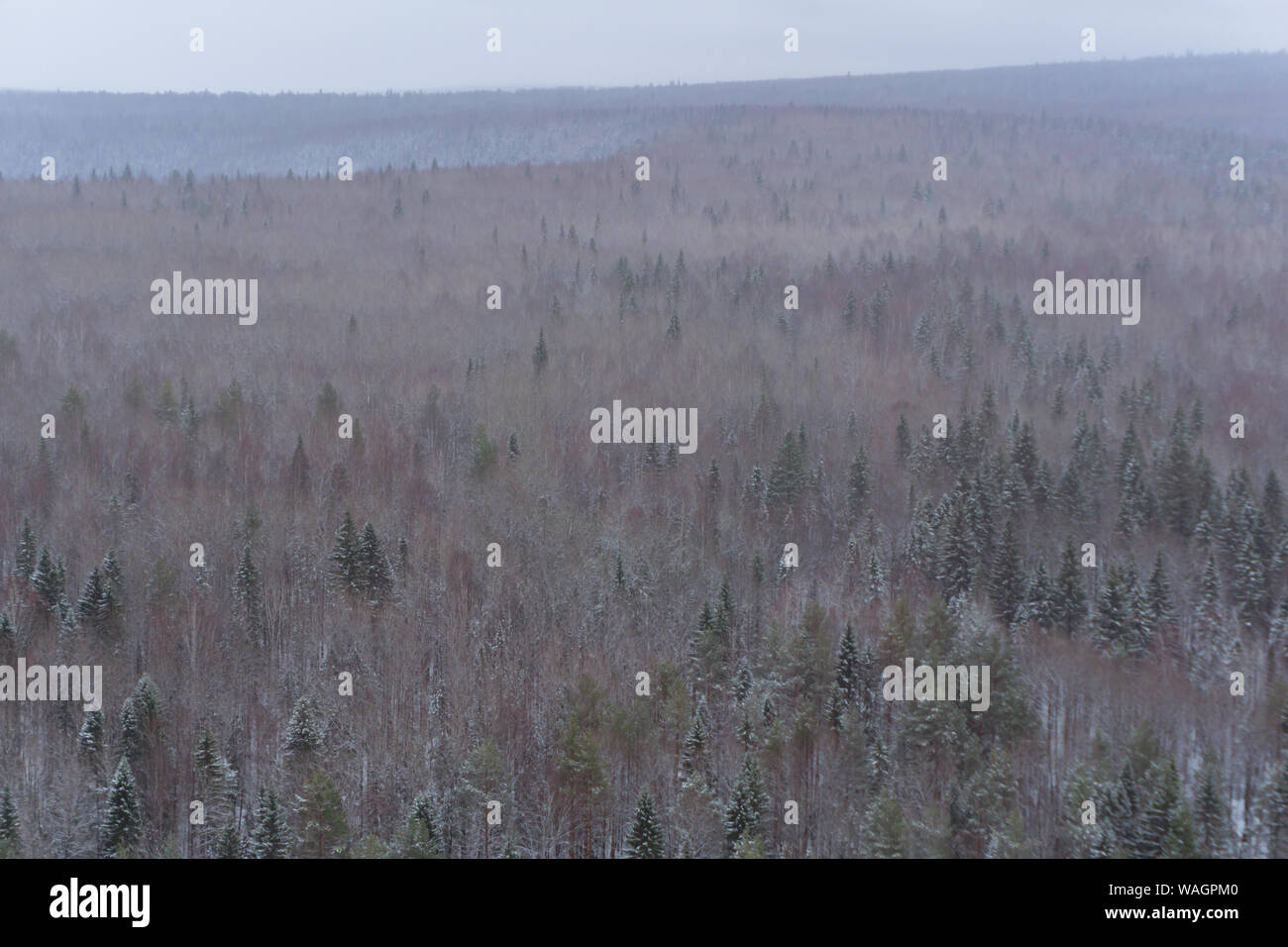 background, landscape - snowy winter forest, taiga, top view Stock ...