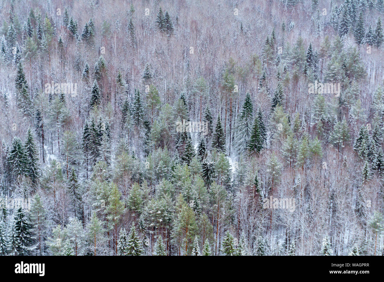 background, landscape - snowy winter forest, taiga, top view Stock ...