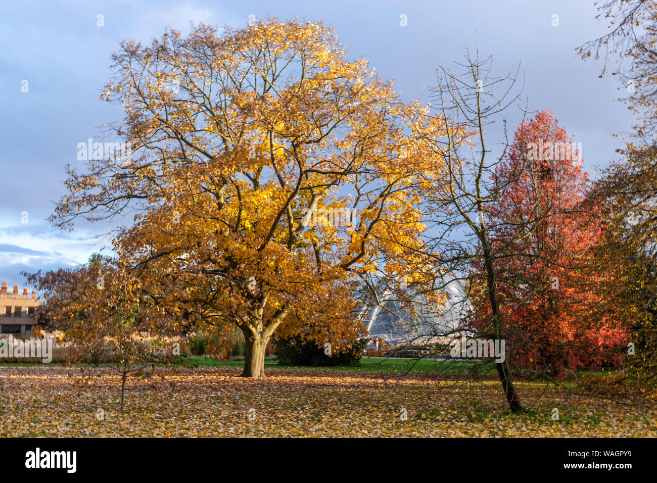 Colourful autumn leaves trees in Royal Botanic Gardens, Kew, London ...