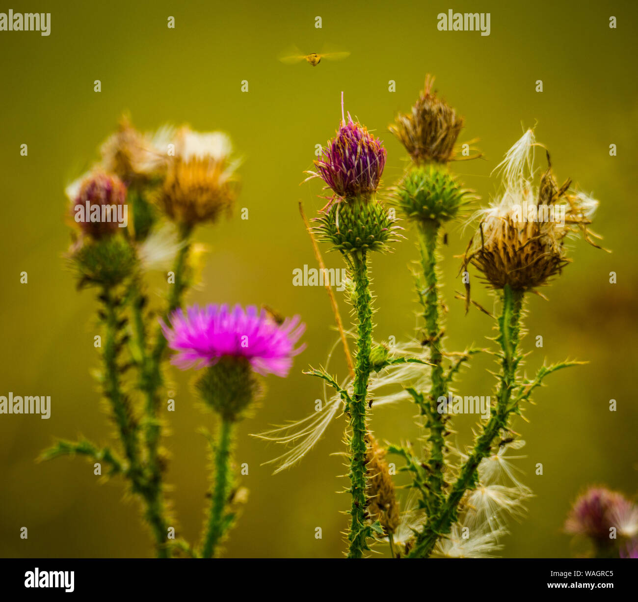 Curly fading hi-res stock photography and images - Alamy