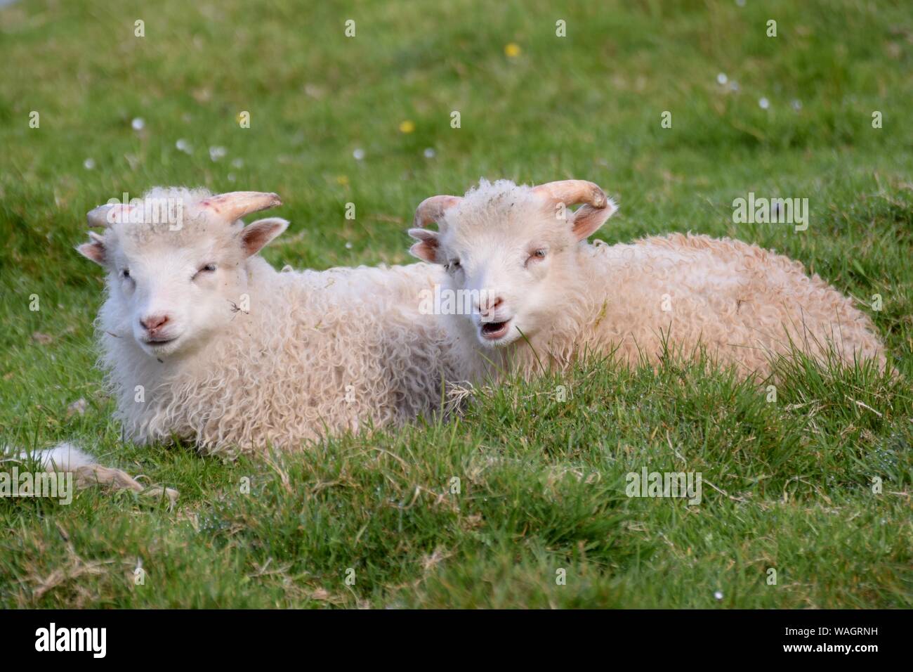 Faroe islands sheep hi-res stock photography and images - Alamy