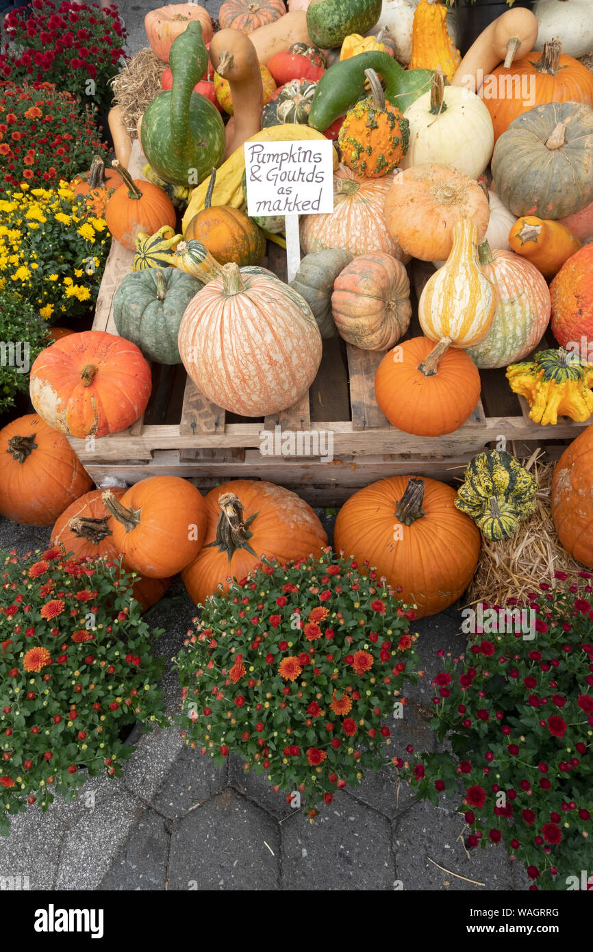 Pumpkins and mums hi-res stock photography and images - Alamy