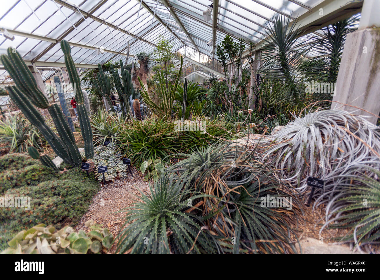 The Arid House, Princess of Wales Conservatory, Royal Botanic Gardens ...