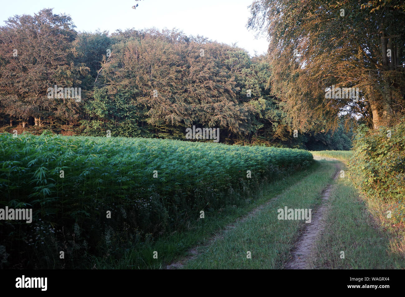 Marijuana fields hi-res stock photography and images - Alamy
