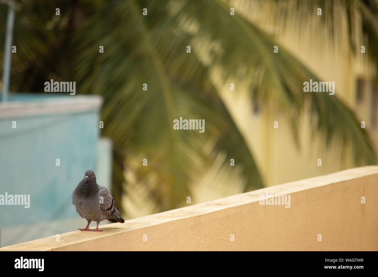 Parapet wall hi-res stock photography and images - Alamy