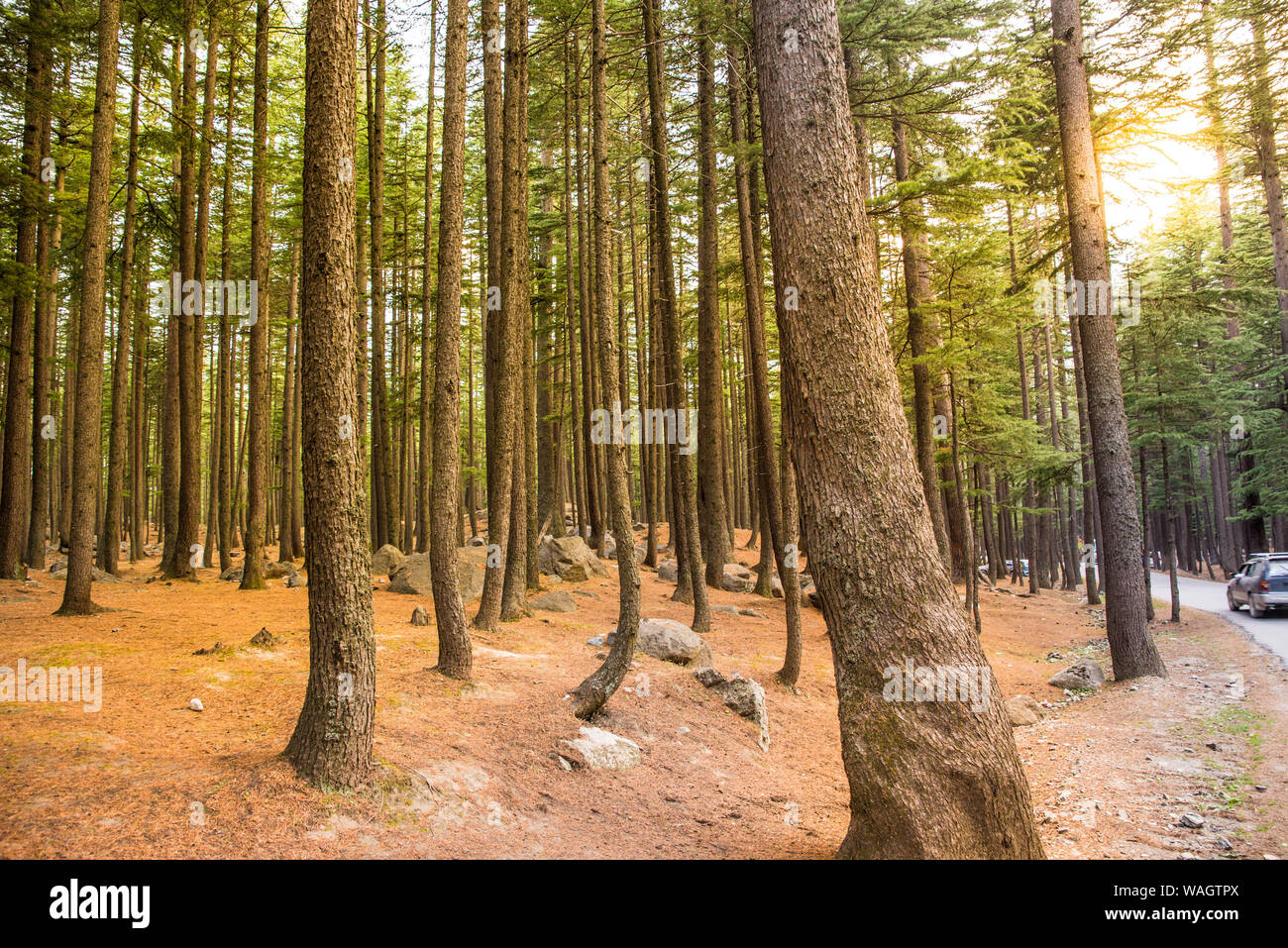 Save trees to prevent global warming concept with jungle Stock Photo ...