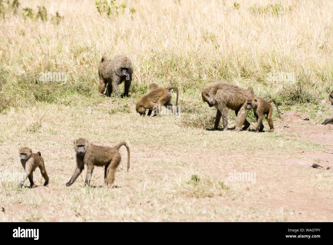 Gathering for the night hi-res stock photography and images - Alamy