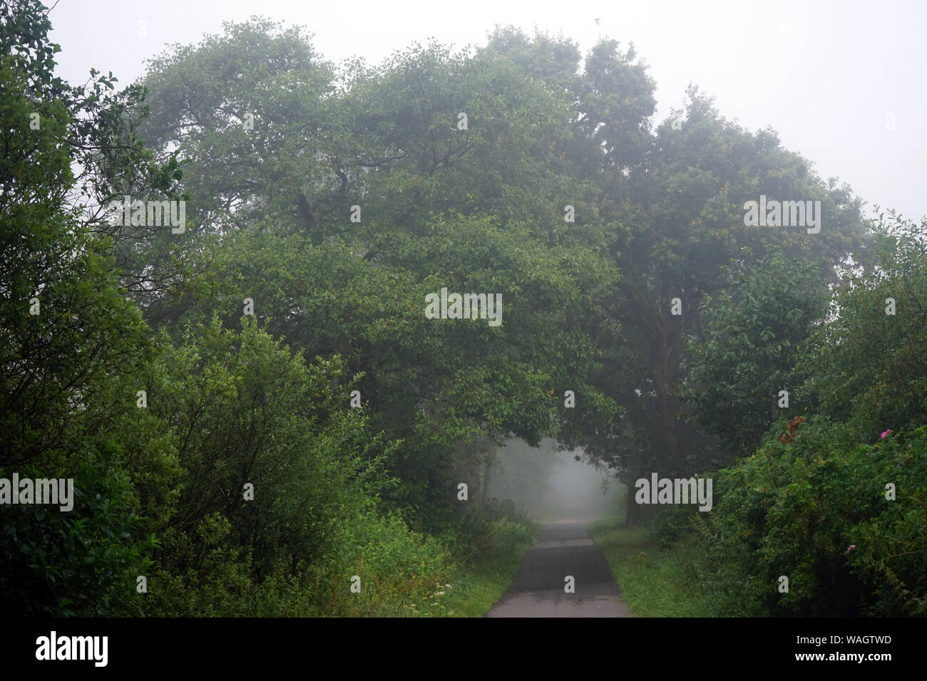 Mist and footpath in Denmark Stock Photo - Alamy